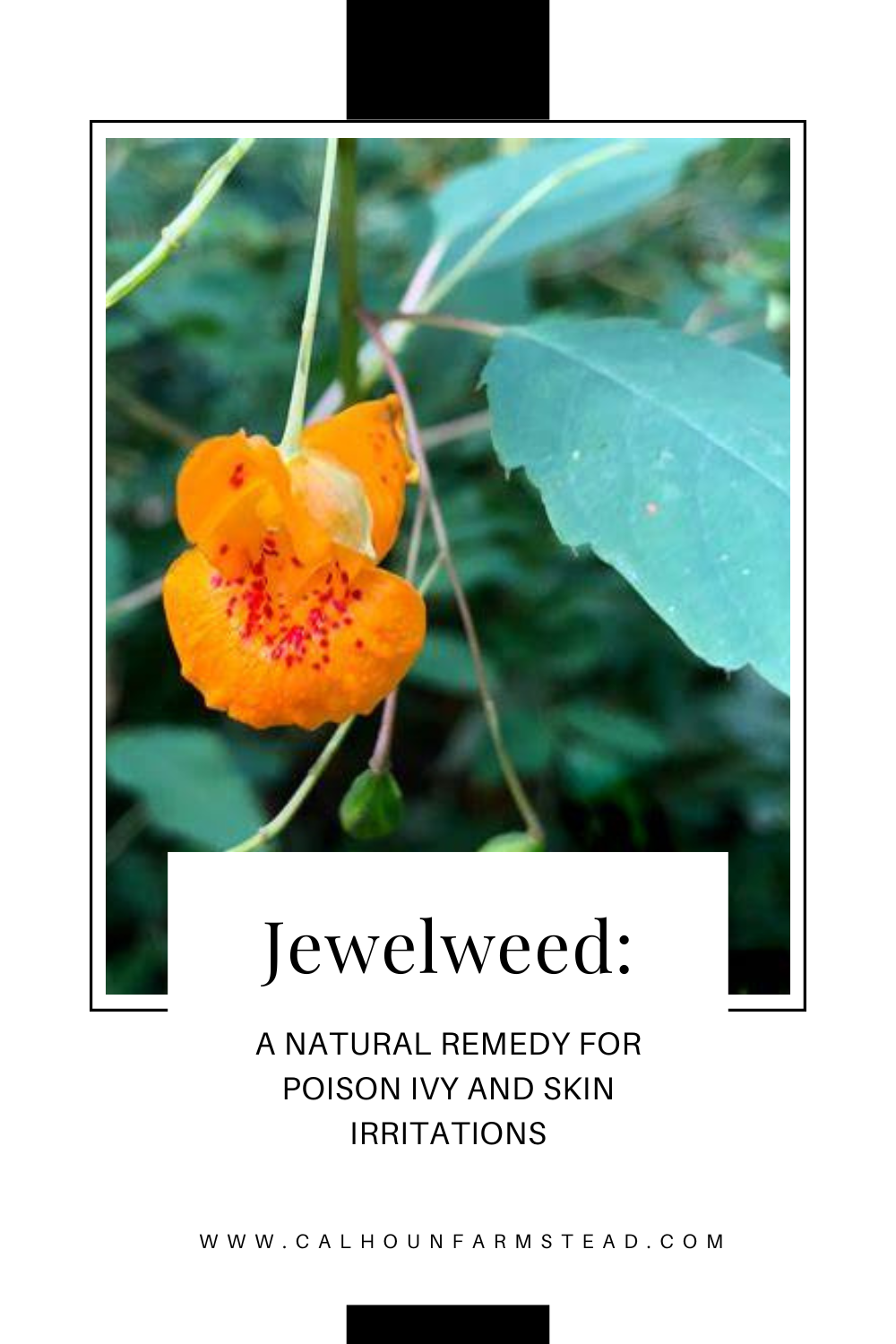 Jewelweed: A Natural Remedy for Poison Ivy and Skin Irritations ...