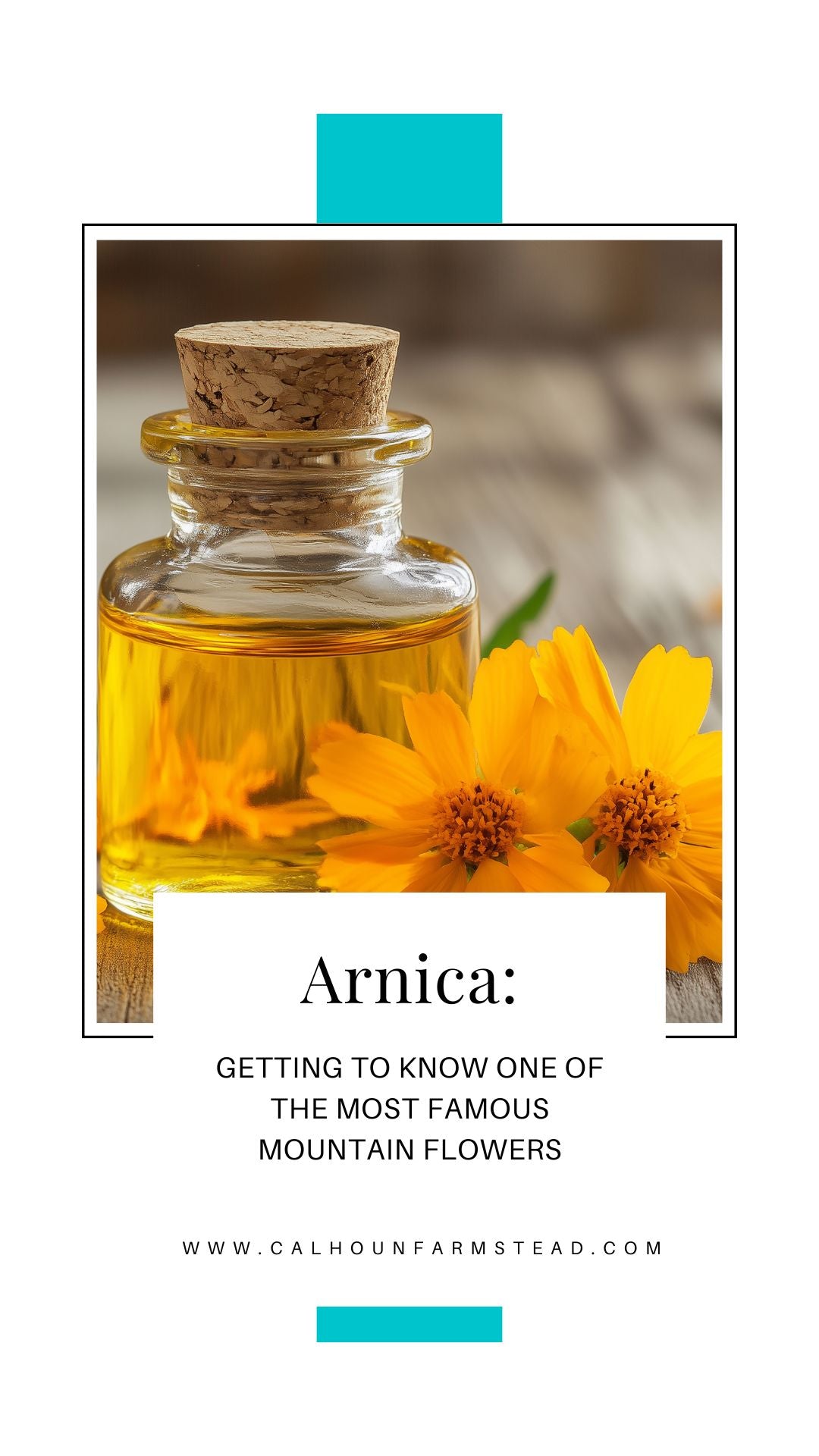 Arnica Guide: Getting to Know One of the Most Famous Mountain Flower ...