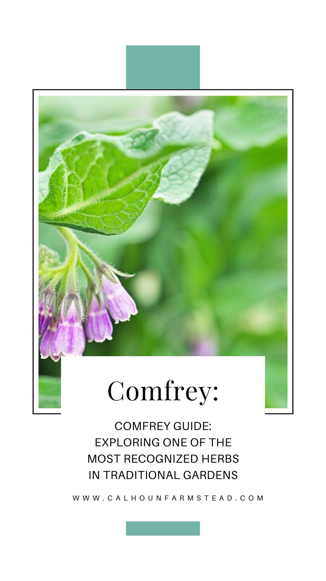 Comfrey Guide: Exploring One of the Most Recognized Herbs in Tradition ...