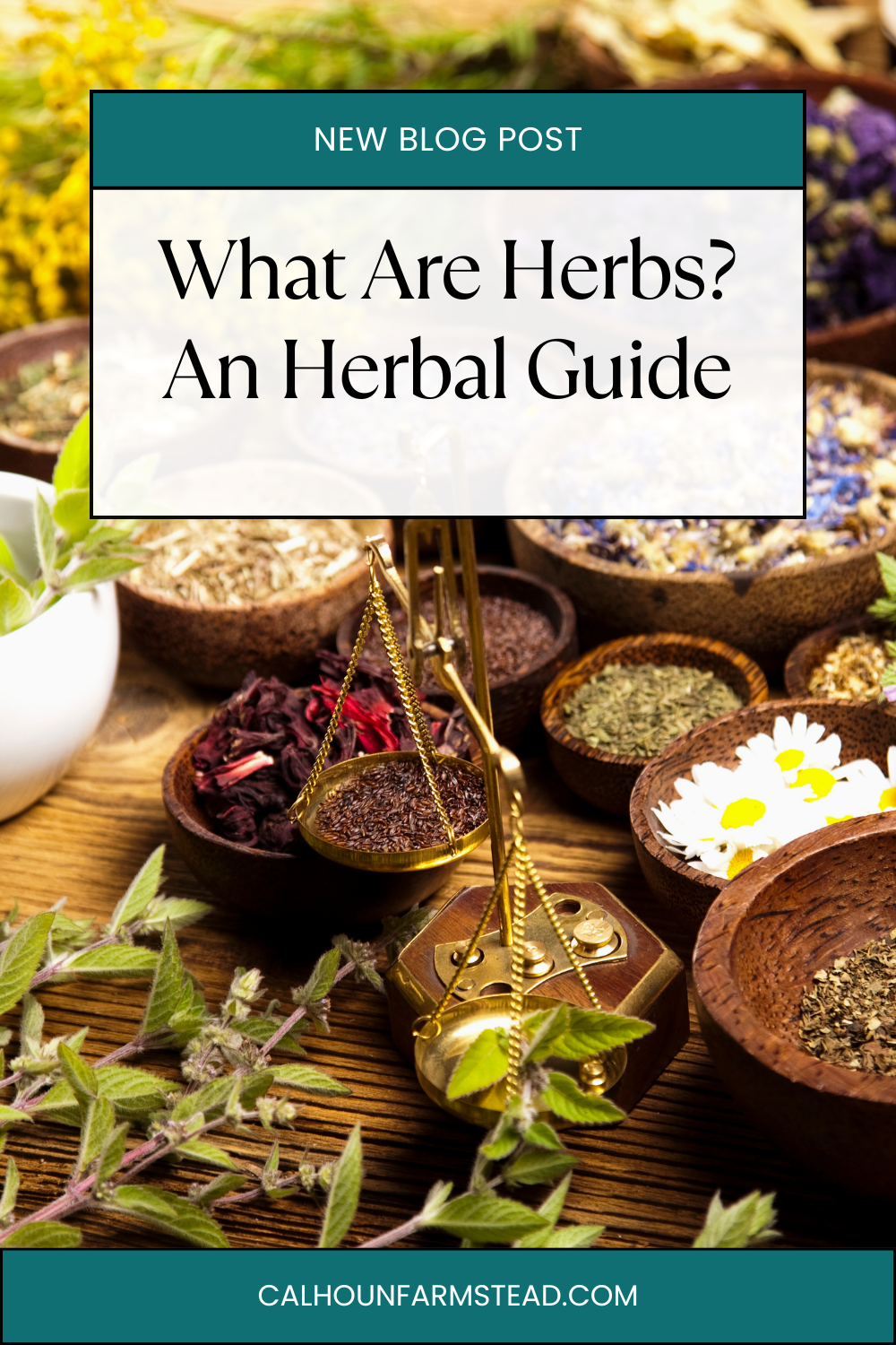 What Are Herbs? An Herbal Guide – Calhoun Farm