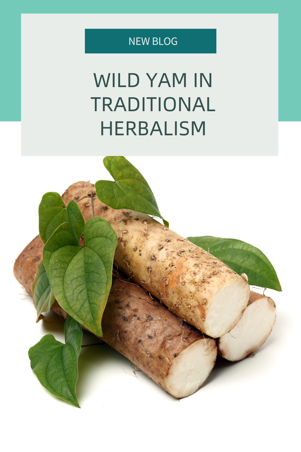 Wild Yam in Traditional Herbalism: Why This Botanical Has Stood the Te ...